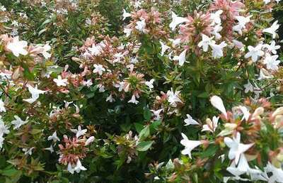 ABELIA GRANDIFLORA 'PROSTRATA' (Abélie à grandes fleurs) - Rêve vert