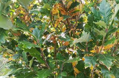 QUERCUS X WAREI 'REGAL PRINCE' (LONG) (Chêne) - Rêve vert